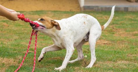 פויינטר אנגלי כל המידע החשוב על הגזע המדריך לכלבים הנובחים