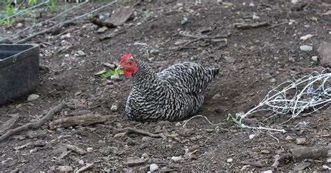 Americas Farmers And Ranchers Let Down By Usdas Rollback Of Gipsa