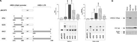 The HRES 1 Rab4 Promoter Lies Within Nucleotides 16012151 A