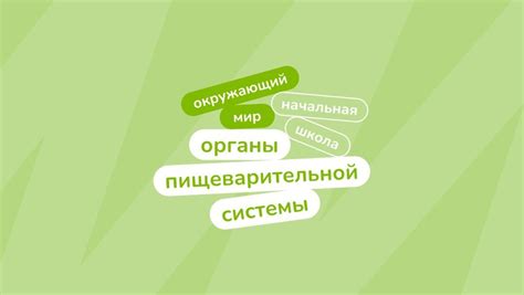Пищеварительная система человека