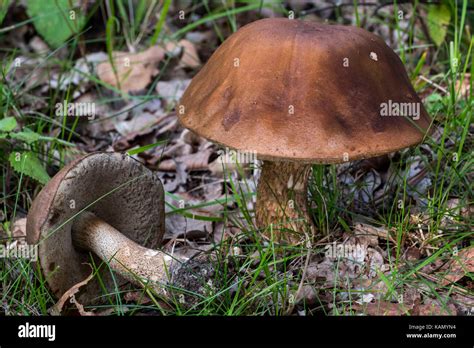 Rough Stemmed Bolete Scaber Stalk Birch Bolete Leccinum Scabrum