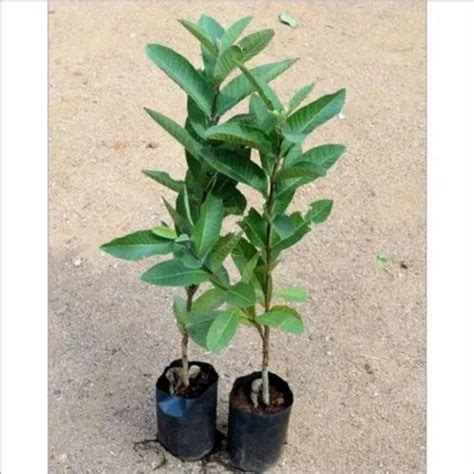 Full Sun Exposure Red Diamond Guava Plant At ₹ 120piece Psidium