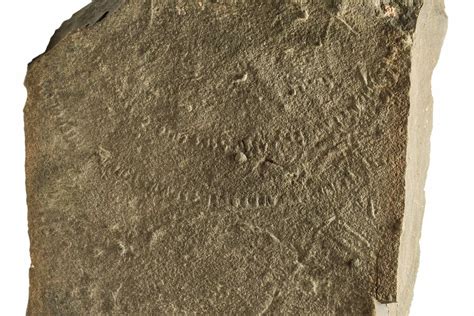 5 4 Cruziana Fossil Trilobite Trackway Morocco 253159 For Sale