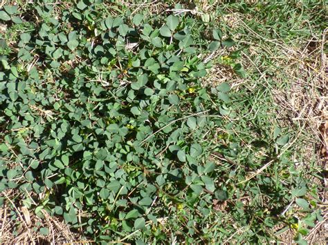 Bur Clover Medicago Polymorpha Habit Feedipedia