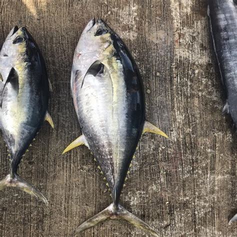 Fish Detection Instance Segmentation Dataset And Pre Trained Model By Capstone