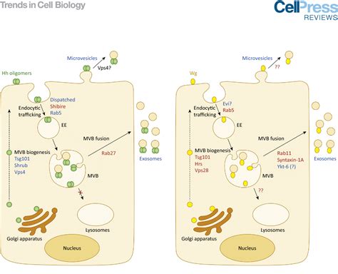Figure 2 From Wnt And Hedgehog Secretion Of Lipid Modified Morphogens Semantic Scholar