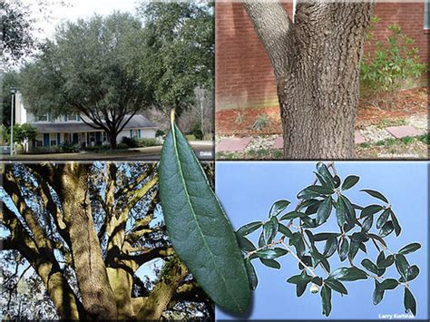 Fngla Plant Id Lmt Flashcards Quizlet