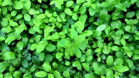 Green Leaves Leaf Rural Scenery Powerpoint Background For Free Download