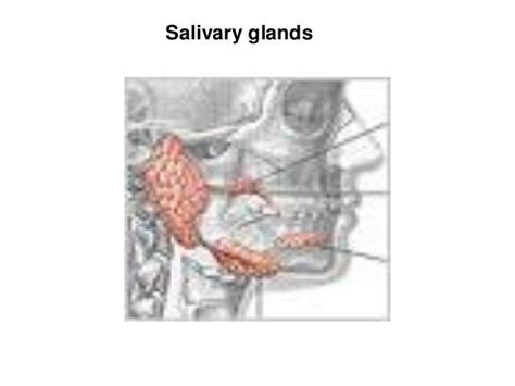 Salivary Gland Infections