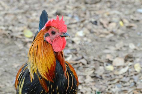 Cockerel Stock Image Image Of Male Beak Agriculture 29106221