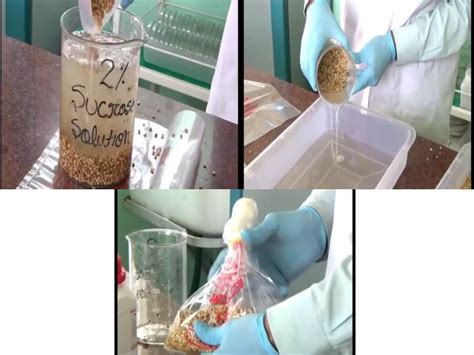 Mass Production Of Trichoderma Pptx Gardening Home And Garden