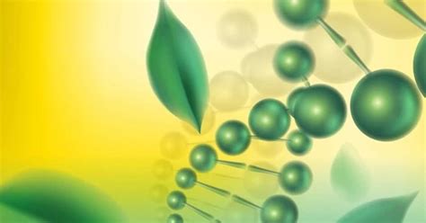 Fatty Acid Metabolism Influences Plant Immunity The Missing Link Qs