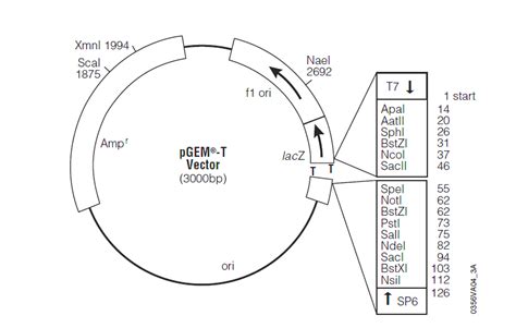Pgem T载体图谱质粒图谱、序列、价格、抗性、测序引物、大小等基本信息 生物风载体