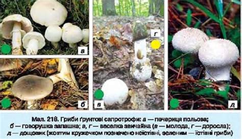 Біологія 6 клас Костіков І Ю Макроскопічні гриби особливості