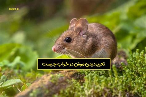 تعبیر خواب موش از دیدگاه روانشناسی