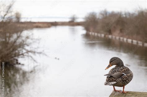 Female Mallard Duck Surveying The Landscape At George C Reifel