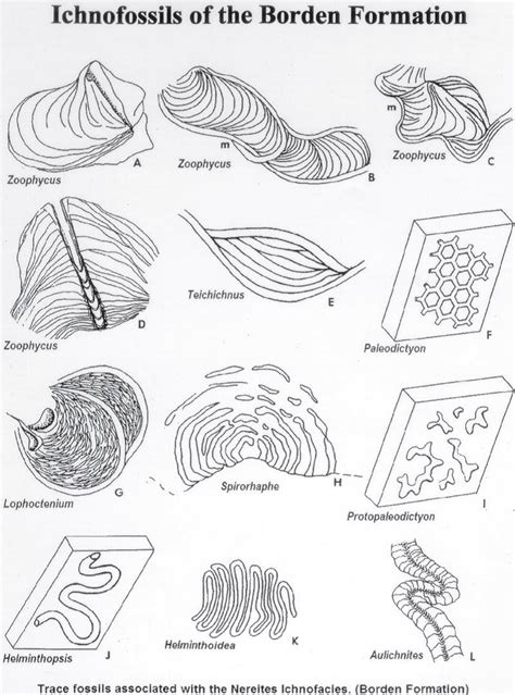 good trace fossil info general fossil discussion the fossil forum