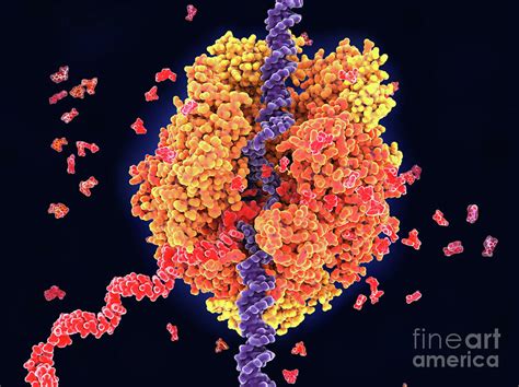 Rna Polymerase Ii Transcribing Dna Photograph By Juan Gaertner Science Photo Library Fine Art