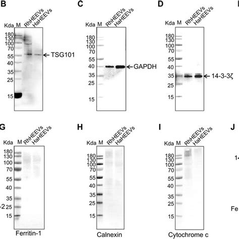 Western Blot Analysis Of Evs Purified From Rhipicephalus Download