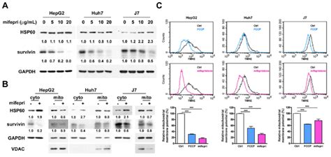 Effect Of Mifepristone On Hsp60 And Survivin In Hcc Cells A