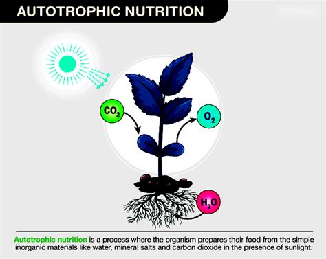 Autotrophic Nutrition Definition Process And Examples