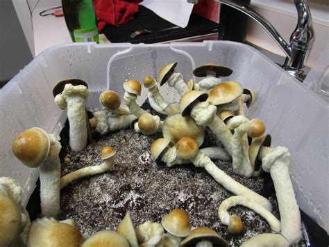 My First Pe Fruits Ever Mushroom Cultivation Shroomery Message Board
