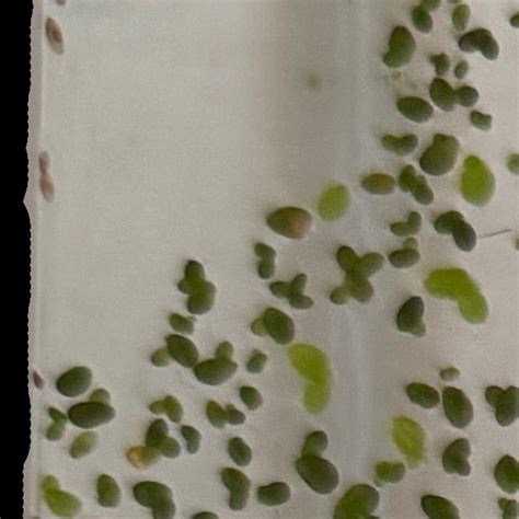 Gen Leaf Dataset Object Detection Dataset By Jc