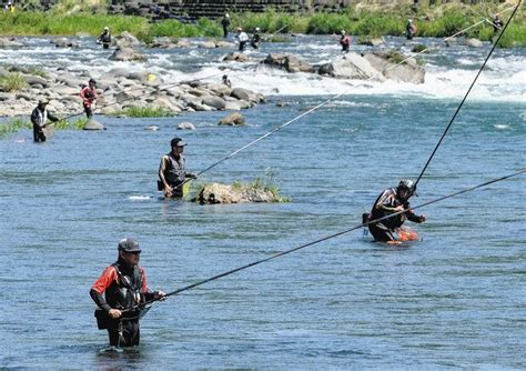 郡上市内でアユ友釣り解禁 郡上、和良川漁協管内：中日新聞web