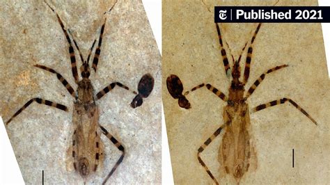 A Surprise In A 50 Million Year Old Assassin Bug Fossil Its Genitals