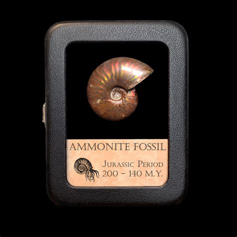 Rainbow Ammonite Fossil Ancient Artifacts Shop