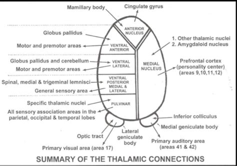 Structure Of Diencephalon Flashcards Quizlet
