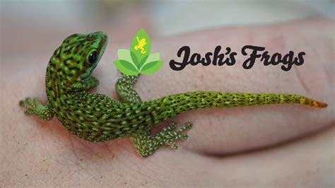 Joshs Frogs Joshsfrogs Profile Pinterest