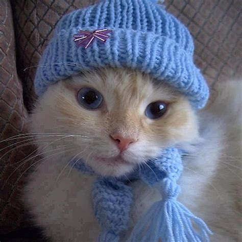 Милый котик в шапочке картинки и фото Koshka Top