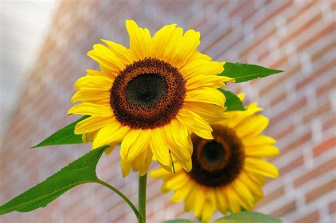 Flor Parecida Com Girassol Revoeduca