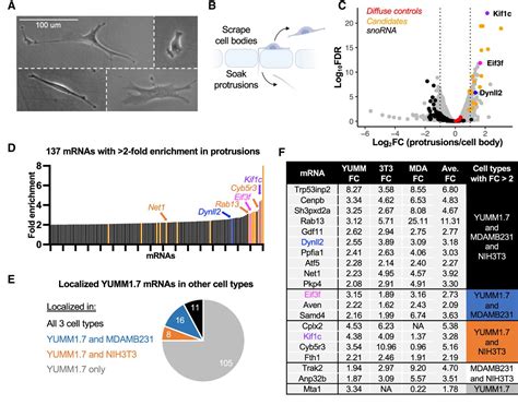 Localization Of Kif1c Mrna To Cell Protrusions Dictates Binding Partner