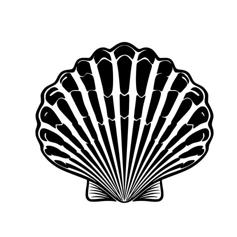 Seashell Svg Seashells Svg Seashell Svg Bundle Seashell Clipart