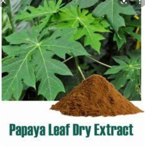 Powder Medicine Carica Papaya Leaf Extract Packaging Type Hdpe Drum Packaging Size 25 Kg At