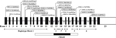 twenty one variations detected in the coding exons are depicted in the
