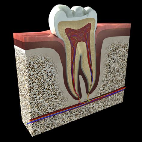 Dentes grátis 3D Modelos Stl stl baixar Free3D