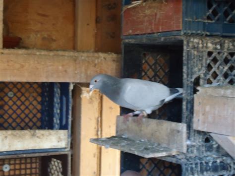 2010 Barless Blue Homer Cock Bird Pigeons Domestic