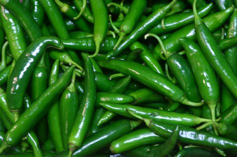 Green Chillies Of Uttar Pradesh Hot Sellers Worldwide Indus Business