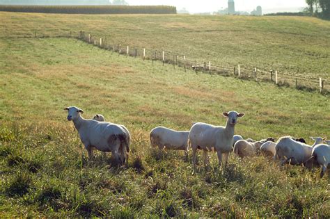 Photo Gallery Dutch Meadows Farm