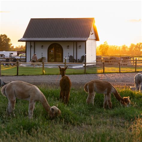 The Alpaca Digestive System Alpacas Of Montana