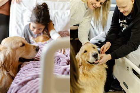 Tutora De Golden Retriever Leva Pet Para Visitar Pacientes De Hospital