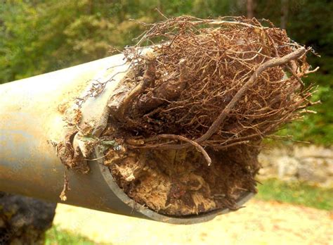 Vaporooter A Powerful Solution For Preventing Tree Root Infiltration Lm Blockages