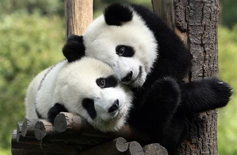 Pandas In Love Photo One Big Photo