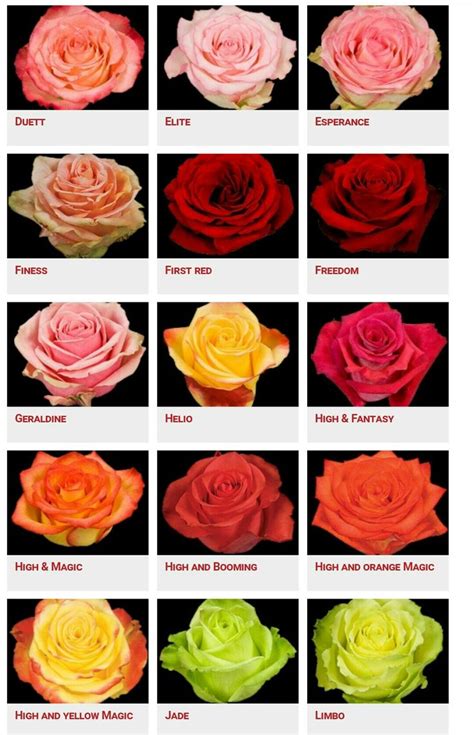 Different Types Of Roses With Names
