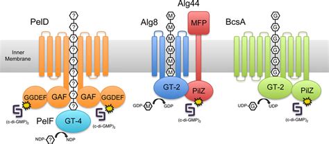 Inner Membrane C Di Gmp Receptors Activate Exopolysaccharide