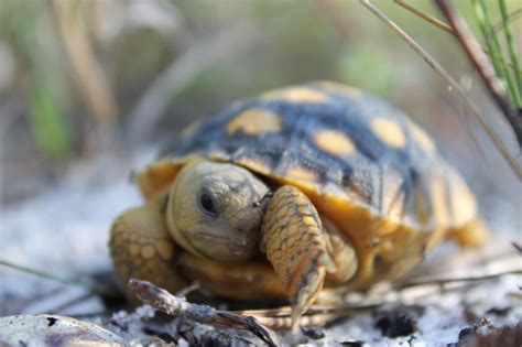 Effects Of Non Native Predators On The Gopher Tortoise Jones Center