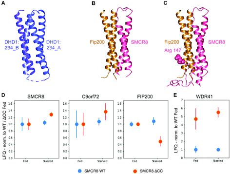 Structural And Biochemical Analysis Of The Smcr8 Coiled Coil Region